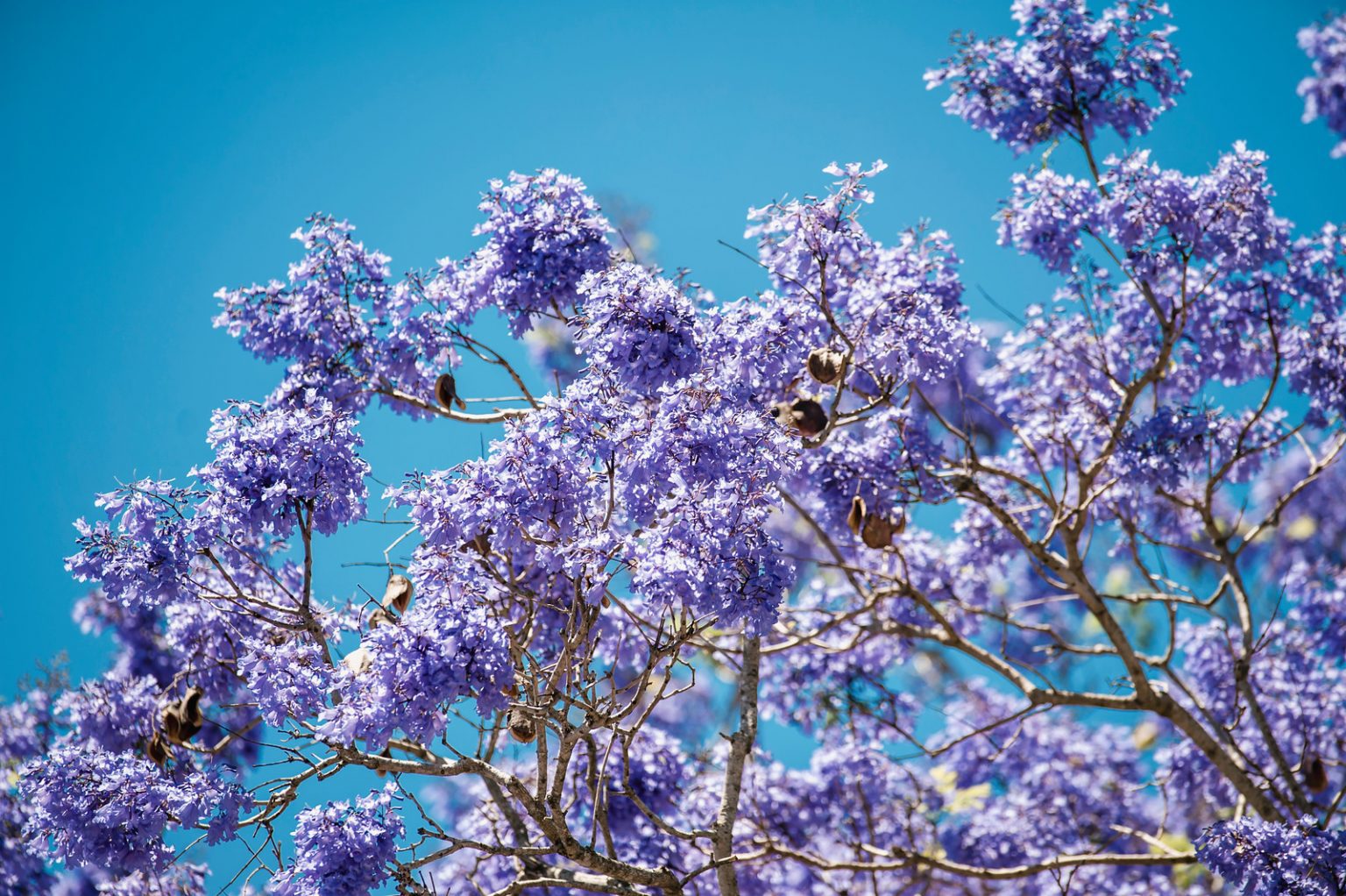 Heritage Galore - Clarence Valley