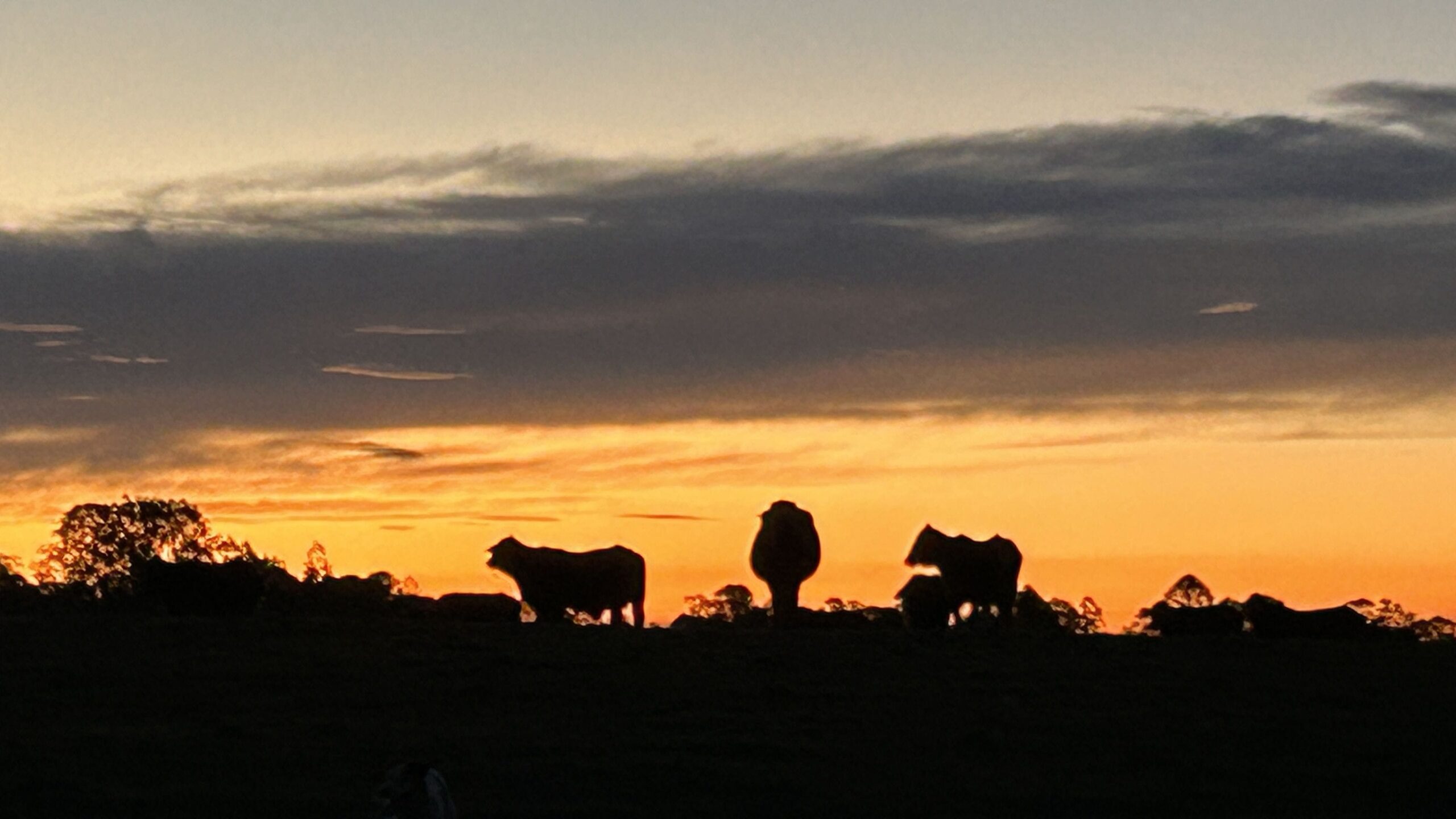 Riverstone Farm - Clarence Valley